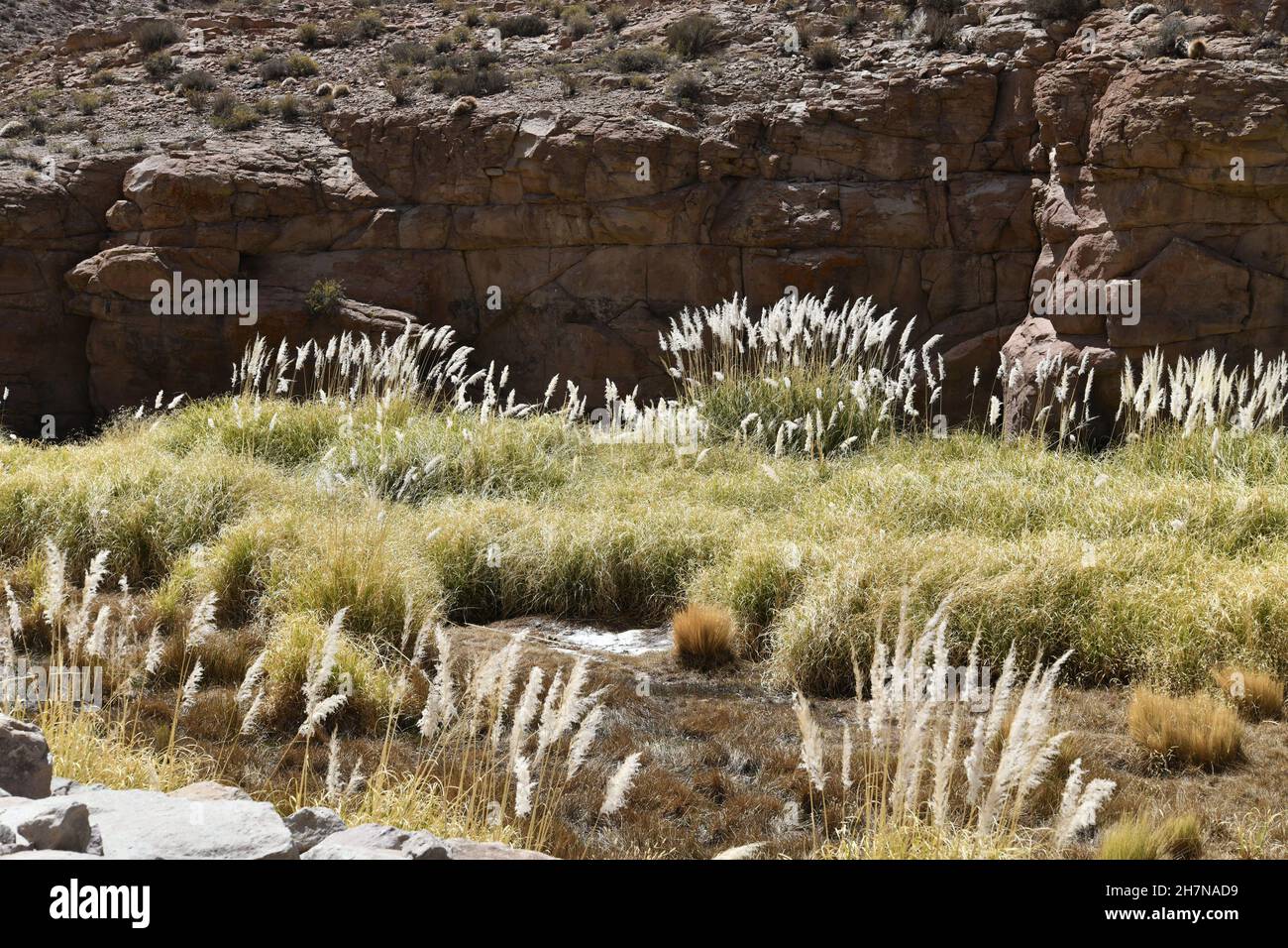 Closeup of the grass growing in the Atacama Desert on a sunny day in ...