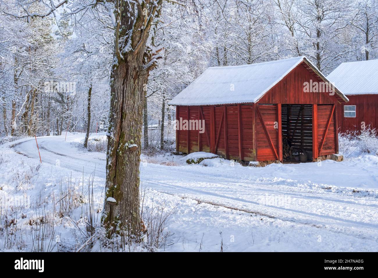 Red farm buildings by a snowy forest road Stock Photo - Alamy