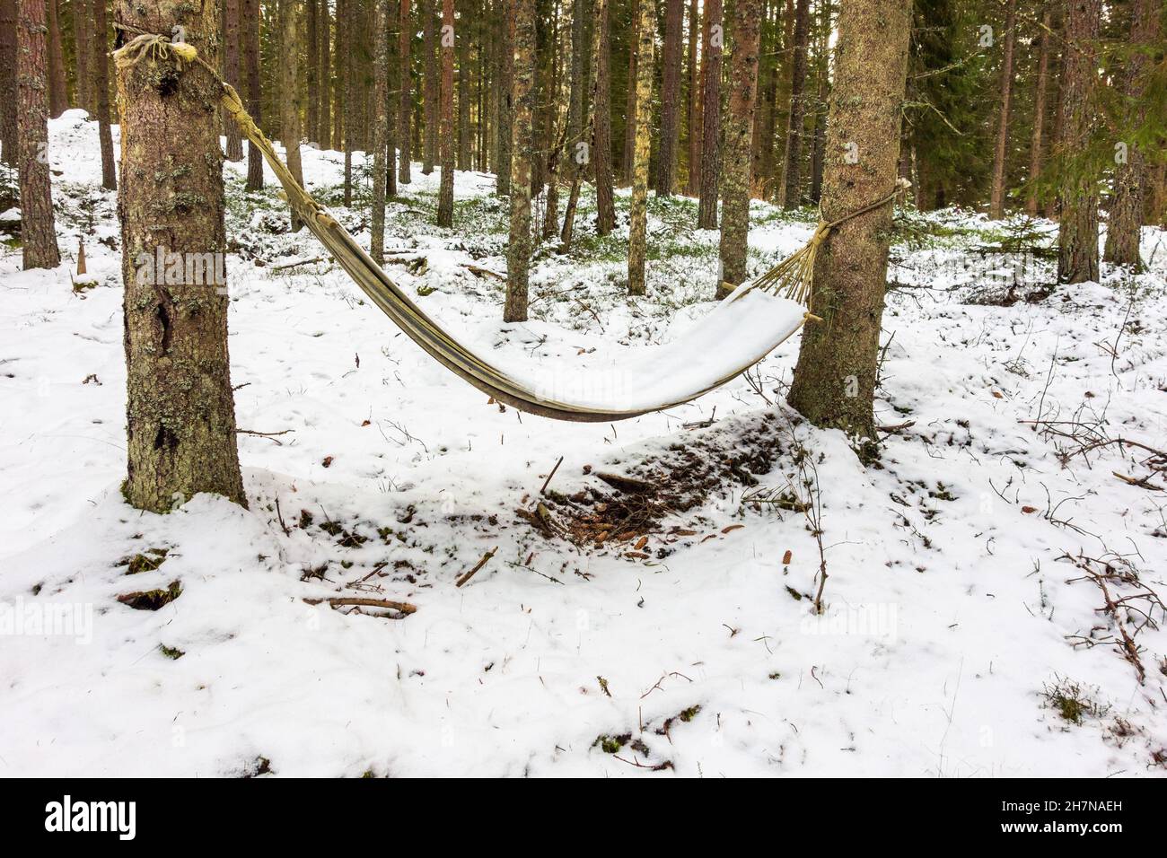 Hanging between trees hi-res stock photography and images - Alamy