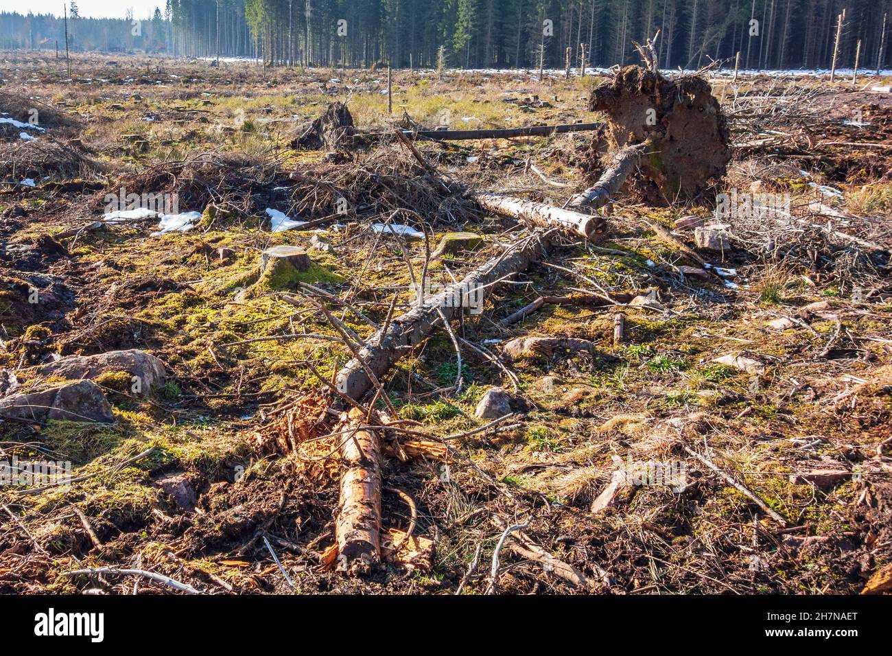 Boreal forest clear cut logging hi-res stock photography and images - Alamy