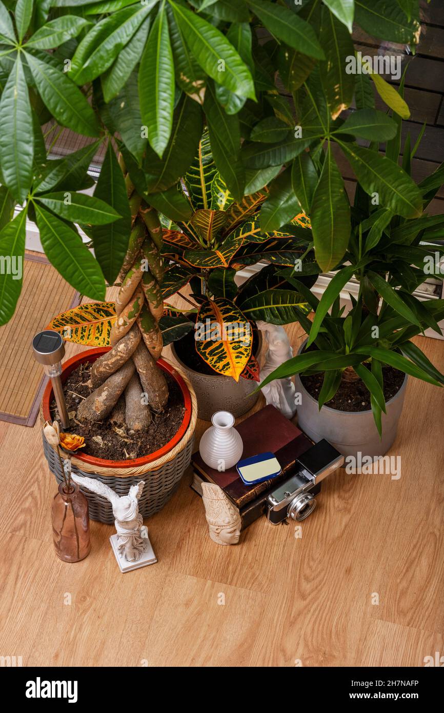 Indoor decorative natural plants next to other ornamental objects Stock ...