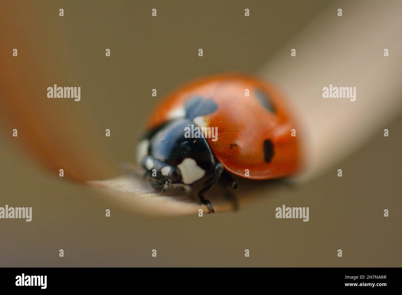 Ladybug On A Leaf Stock Photo - Alamy