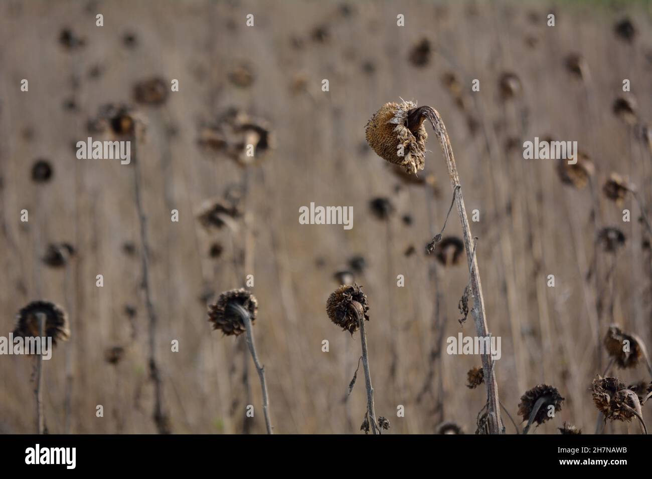 Field Of Withered Sunflowers II Stock Photo - Alamy