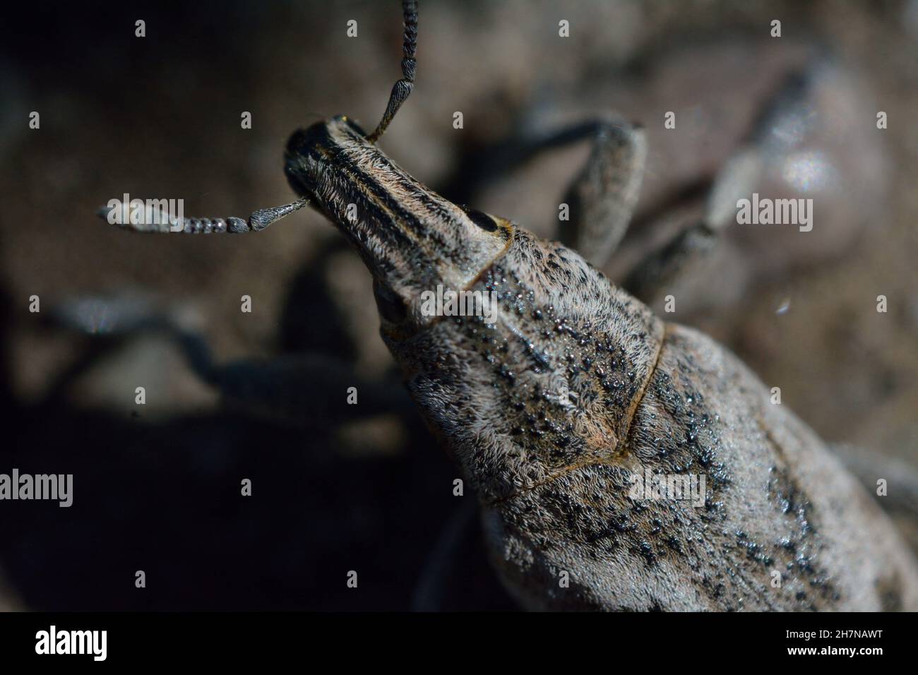Weevil in Closeup Stock Photo - Alamy