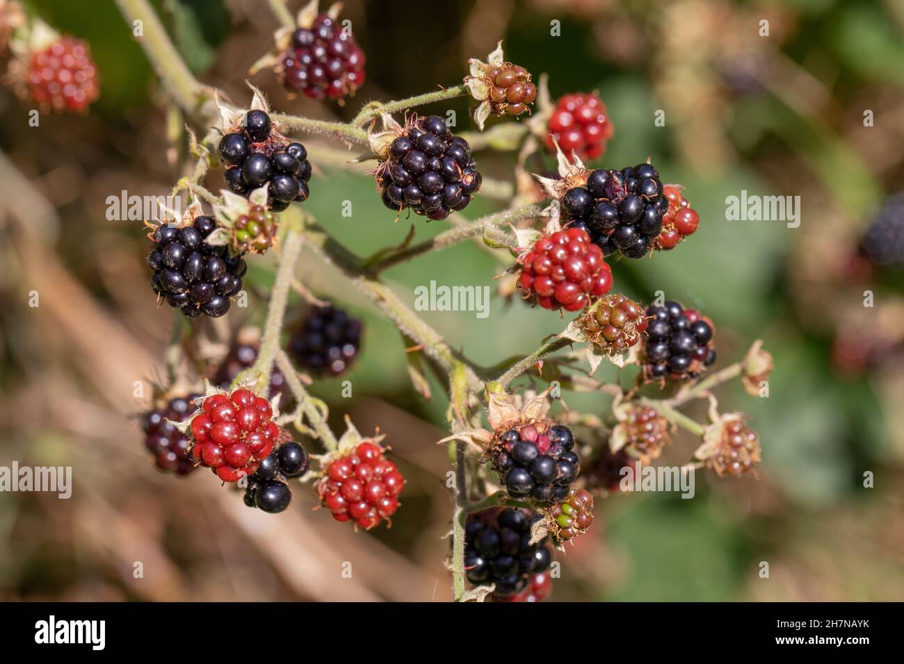 Blackberry, Blackberries, ripened and ripening ( Rubus fruticosus ...
