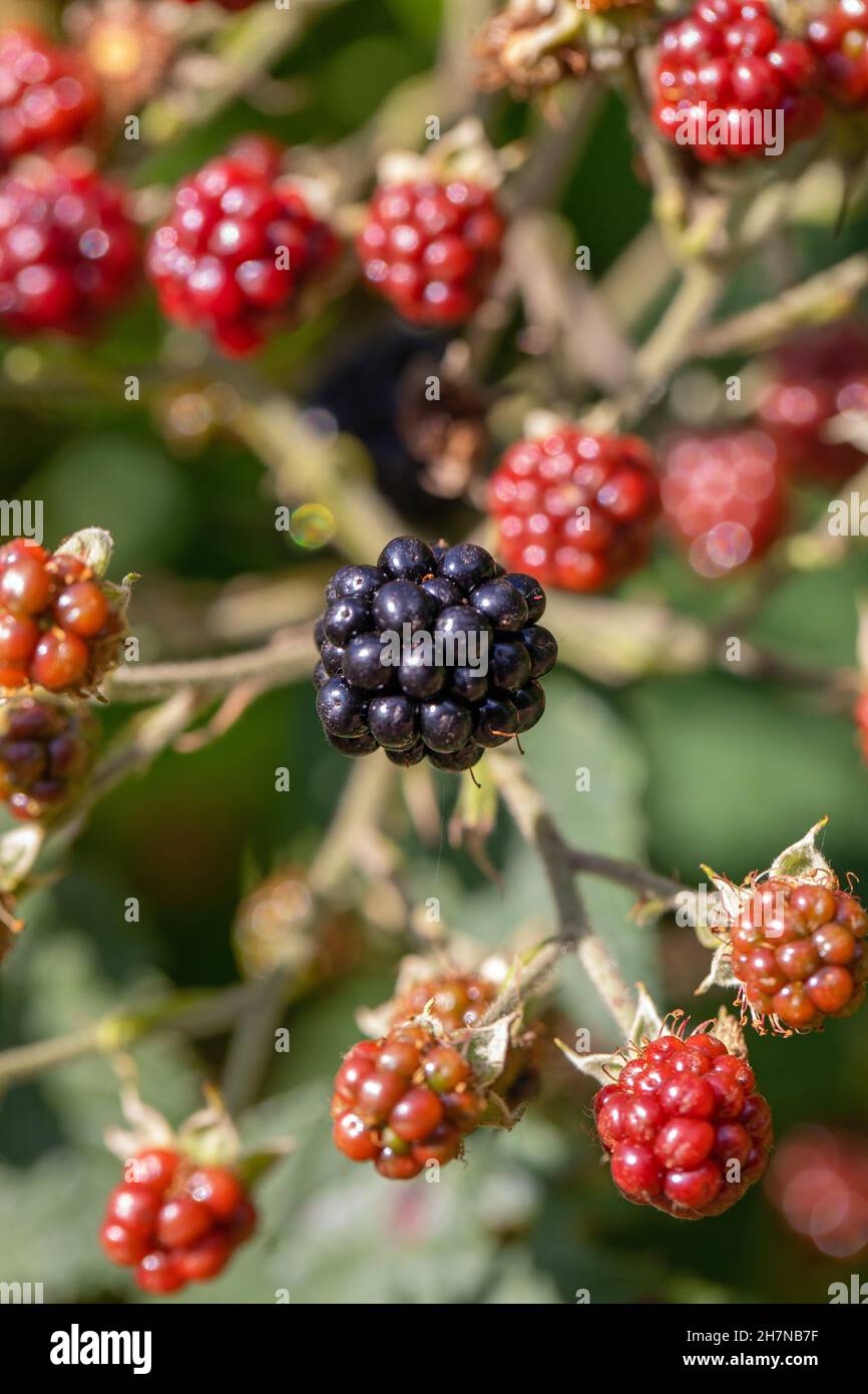 Blackberry, Blackberries, ripened and ripening ( Rubus fruticosus ...