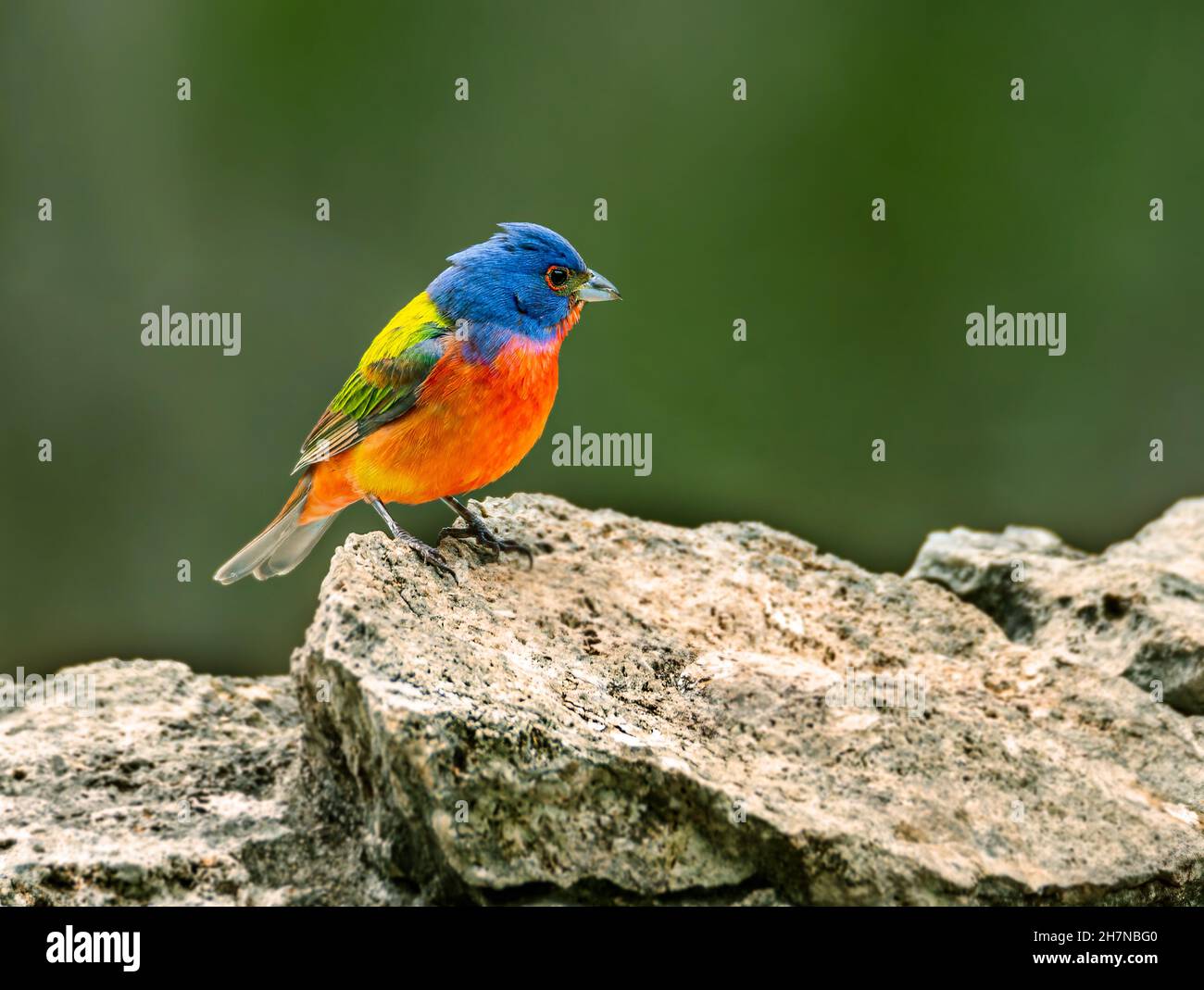 Painted bunting forest hi-res stock photography and images - Alamy