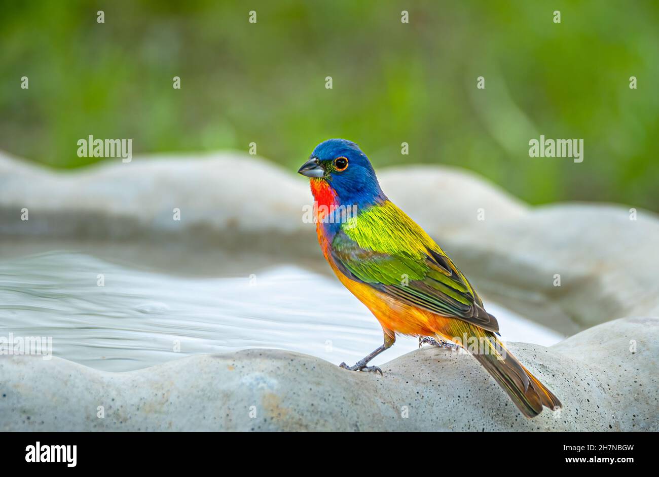 Painted bunting forest hi-res stock photography and images - Alamy