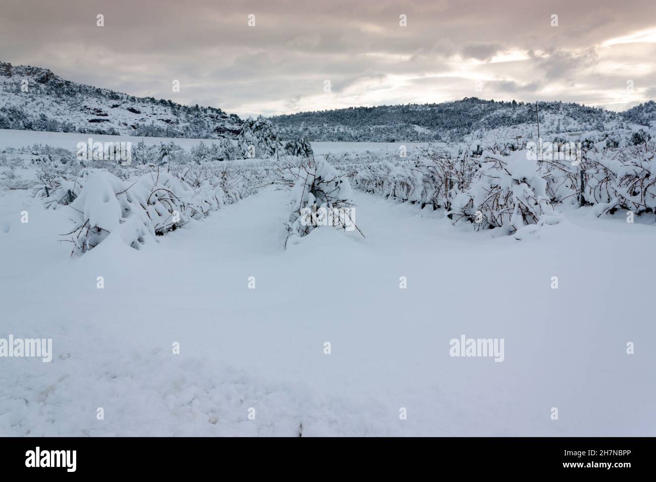 snow-covered vineyard, heavy snowfall, cultivation Stock Photo - Alamy