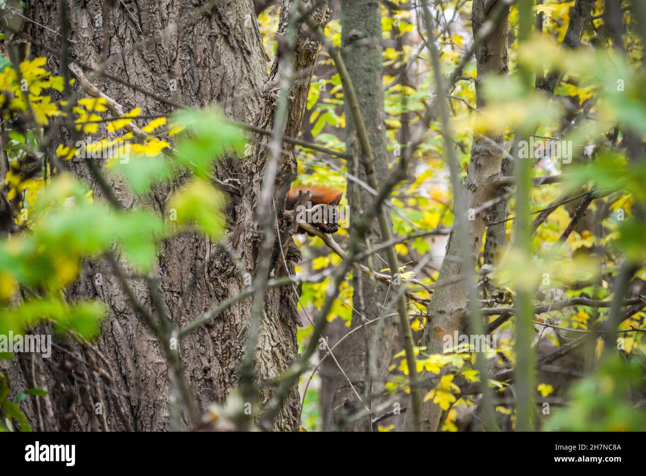 Peanut trees hi-res stock photography and images - Alamy