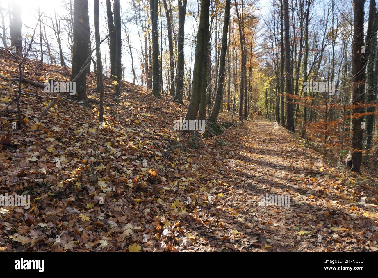 Deciduous forest wandering hi-res stock photography and images - Alamy