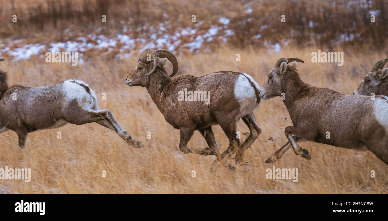 Group of rams grazing and running on a meadow in Theodore Roosevelt ...