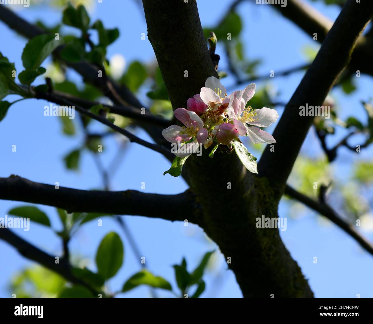 Japanese almond tree hi-res stock photography and images - Alamy
