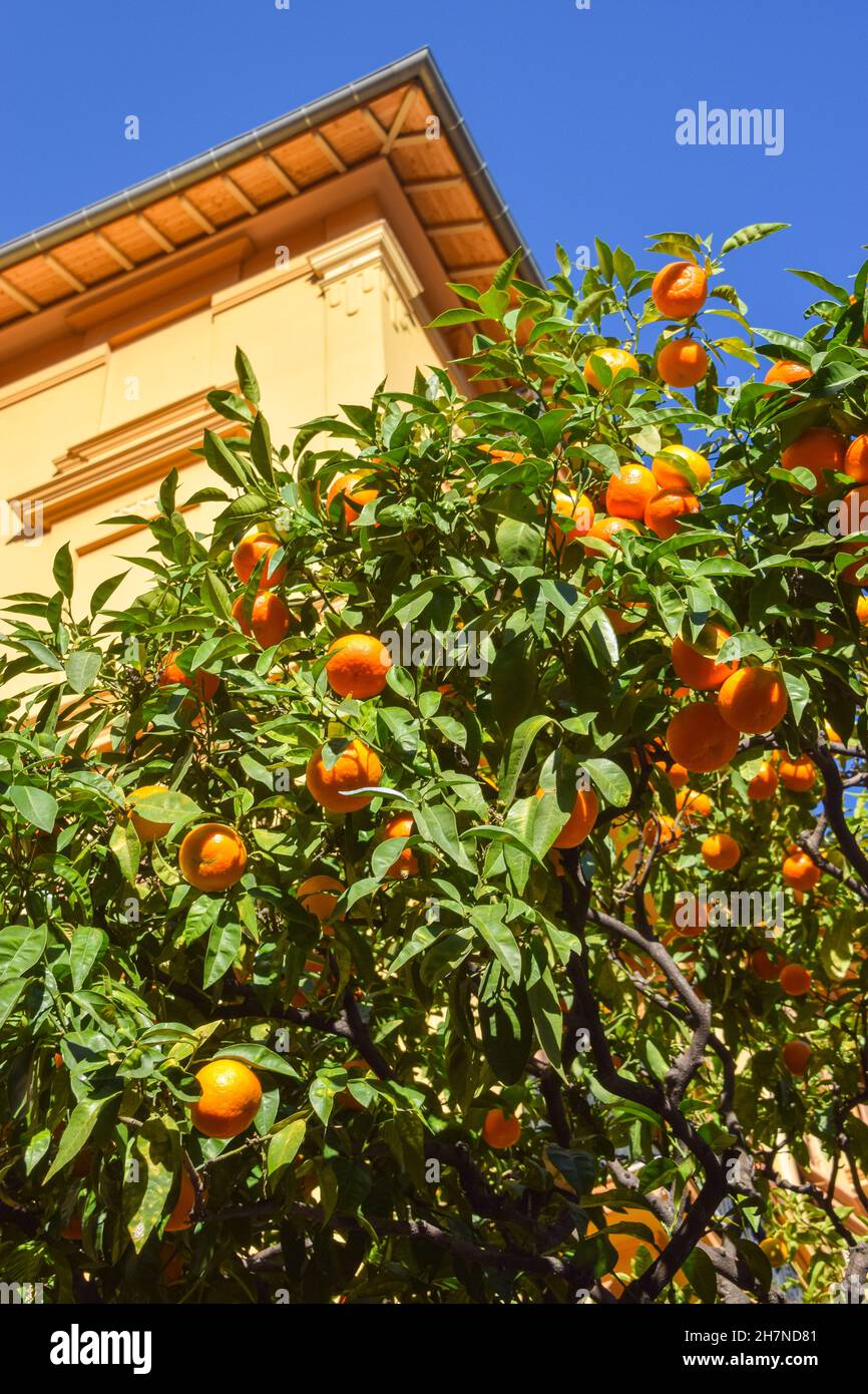 Tangerine tree in Monte Carlo, Monaco Stock Photo - Alamy