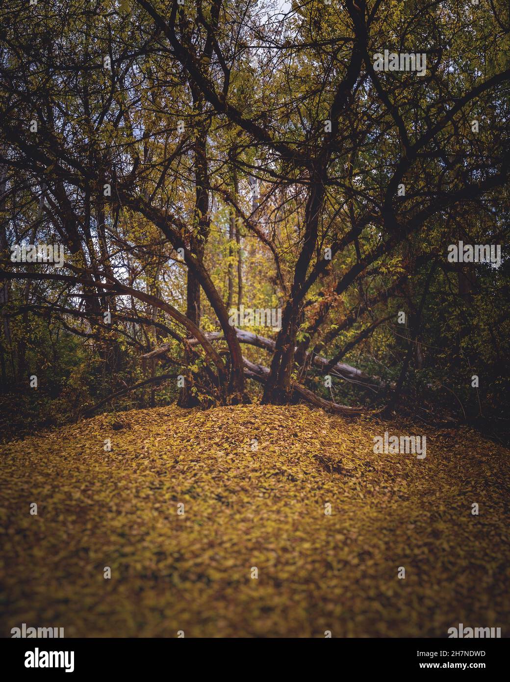 Eerie scenery of an enchanting tree with golden autumn leaves in the ...