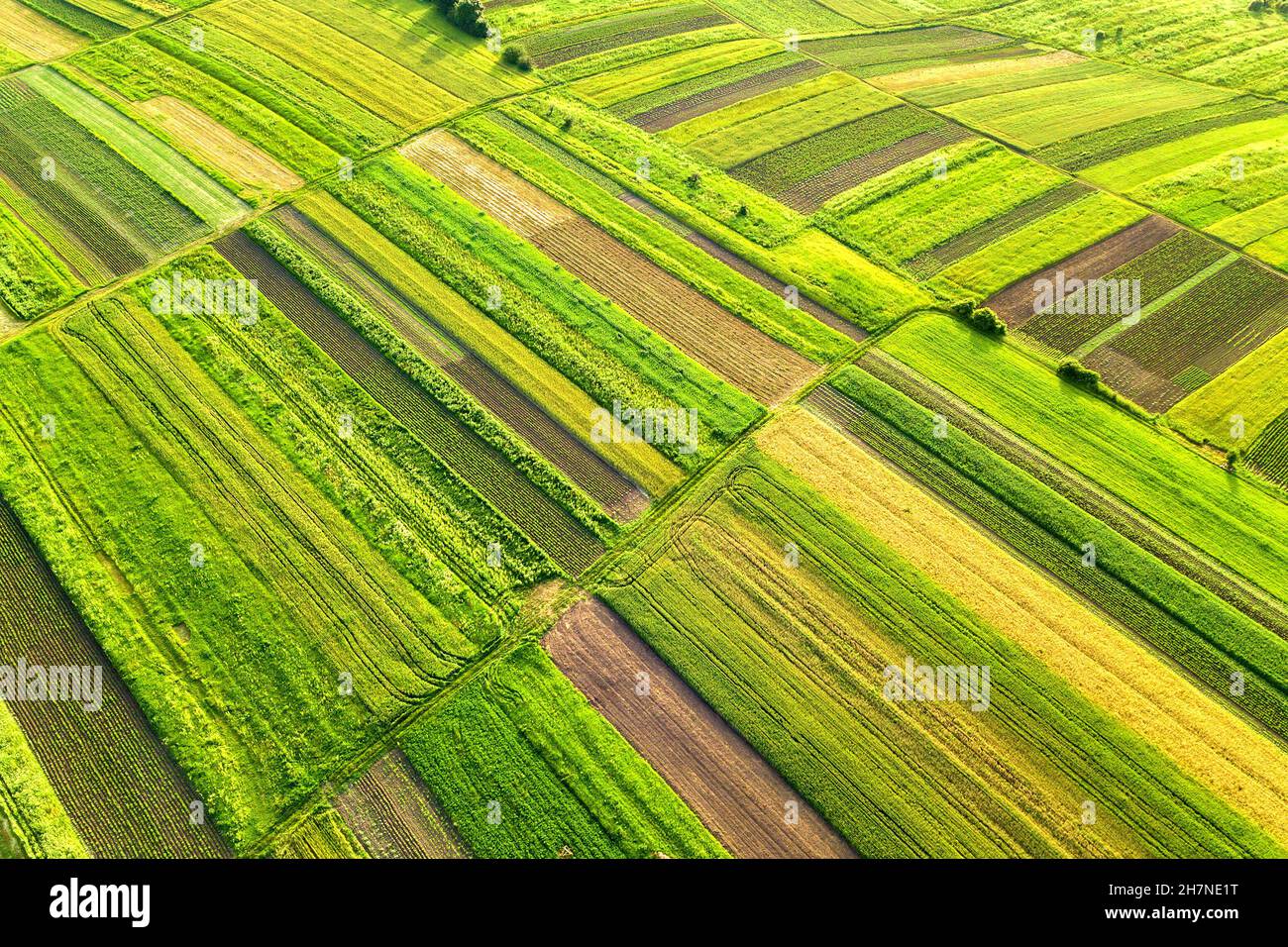 Aerial view of green agricultural fields in spring with fresh ...