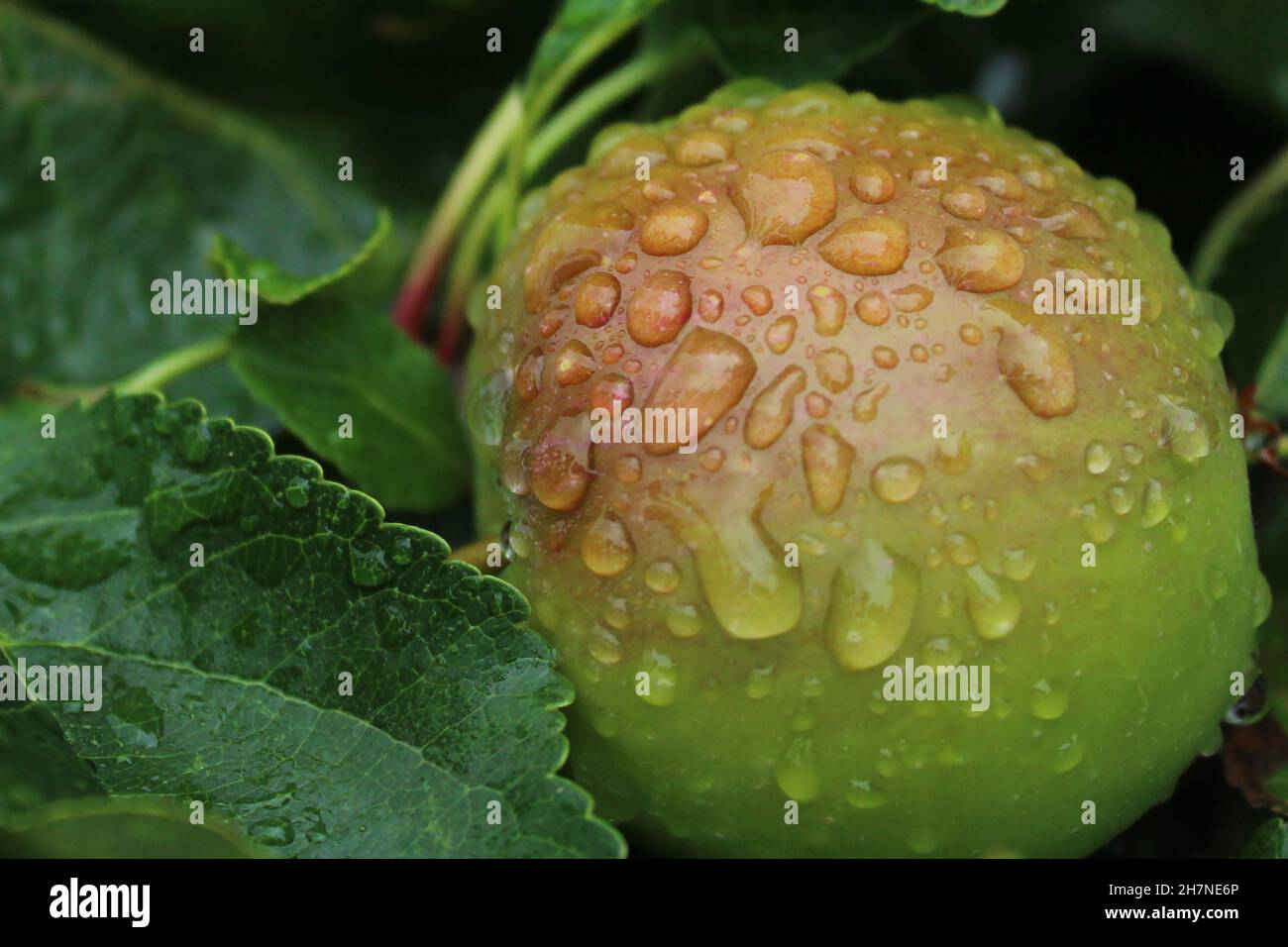 Apples covered in raindrops hi-res stock photography and images - Alamy