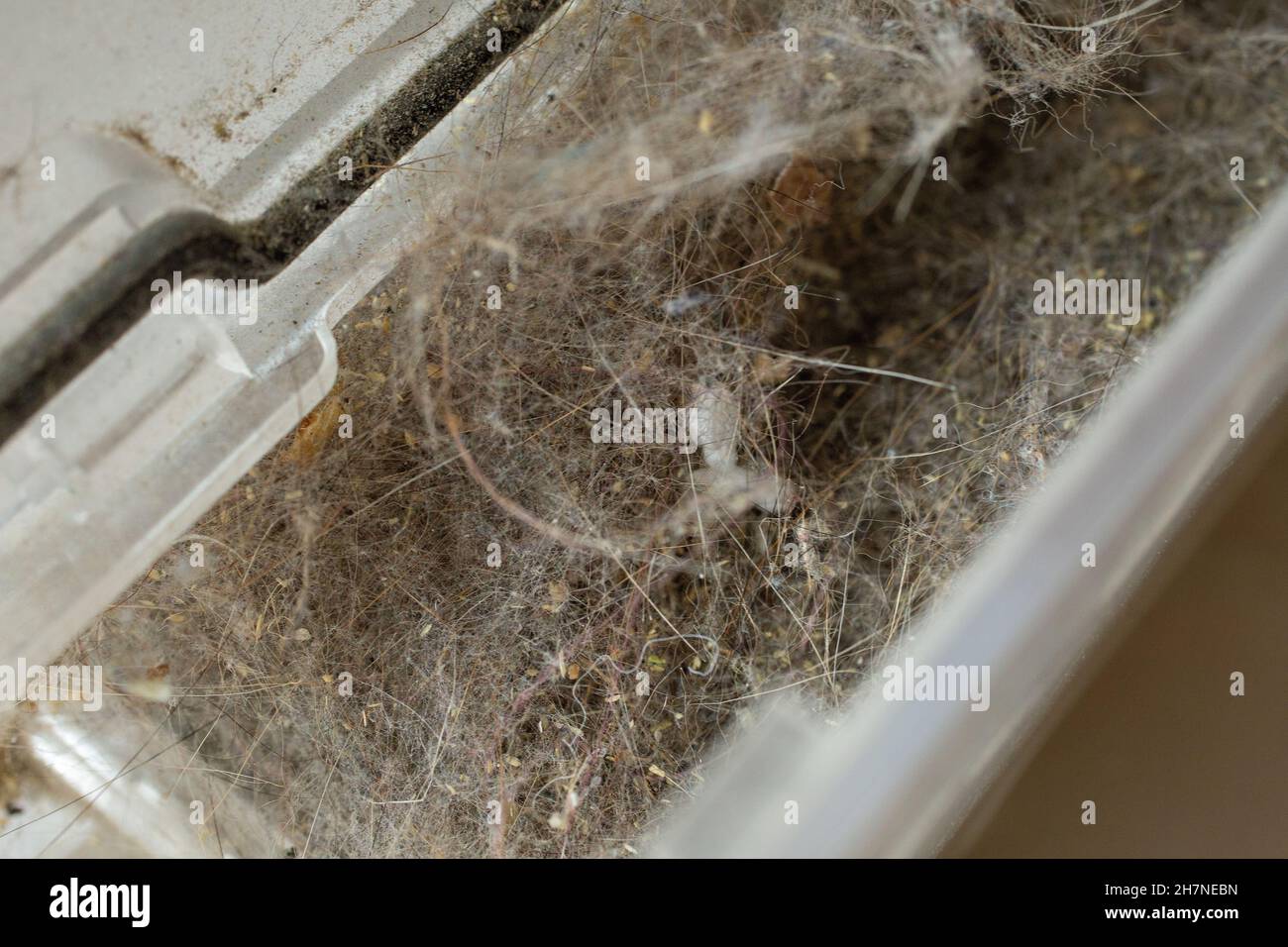 Dusty cobweb spider web hi-res stock photography and images - Alamy