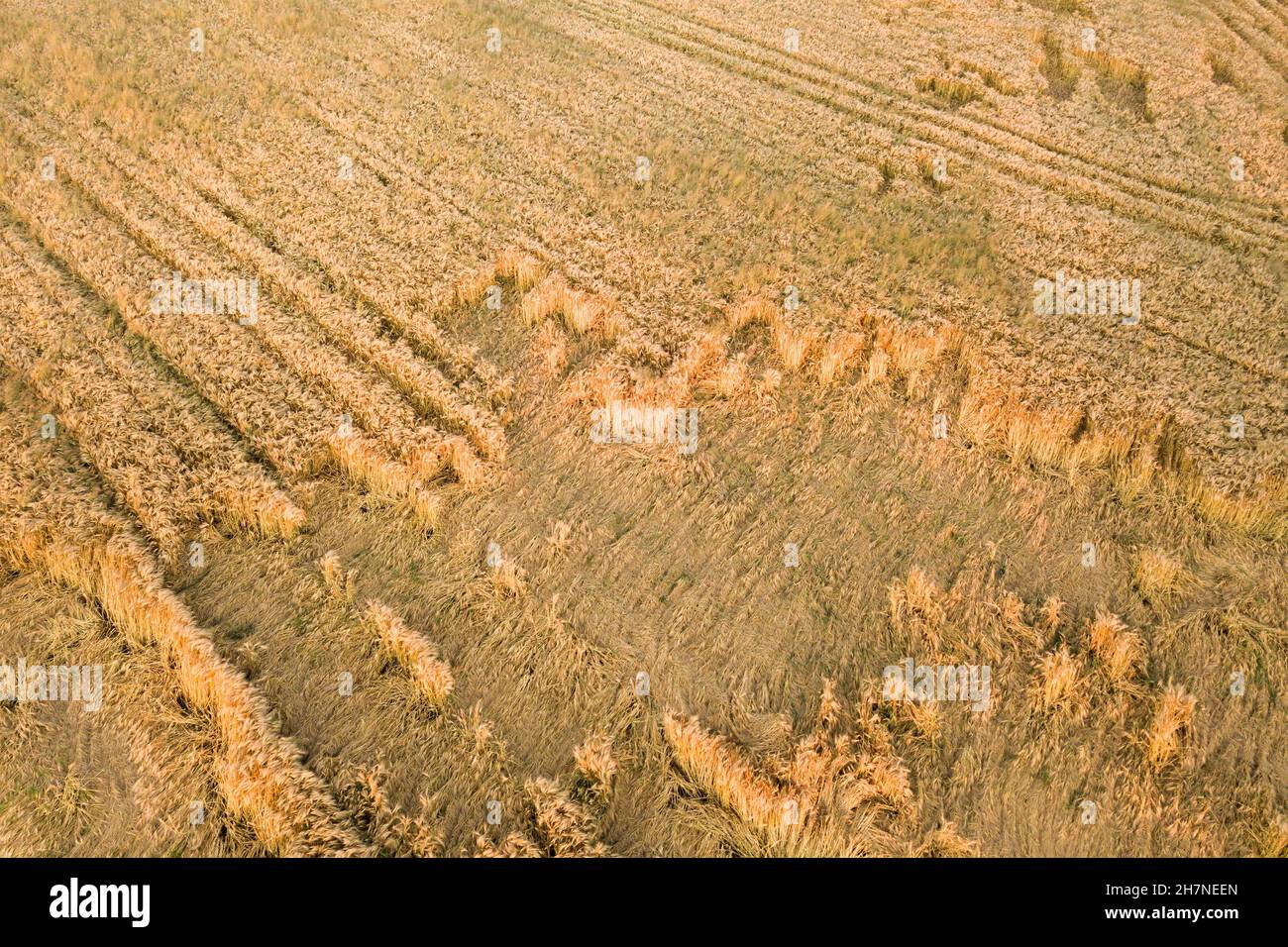 Aerial view of ripe farm field ready for harvesting with fallen down ...