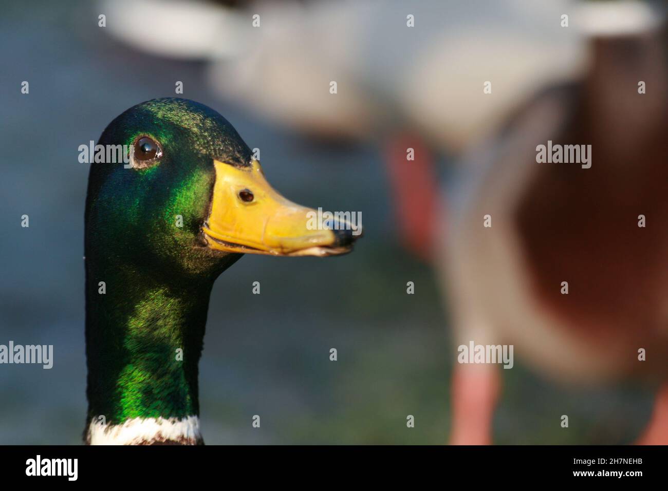 Mallard face on hi-res stock photography and images - Alamy