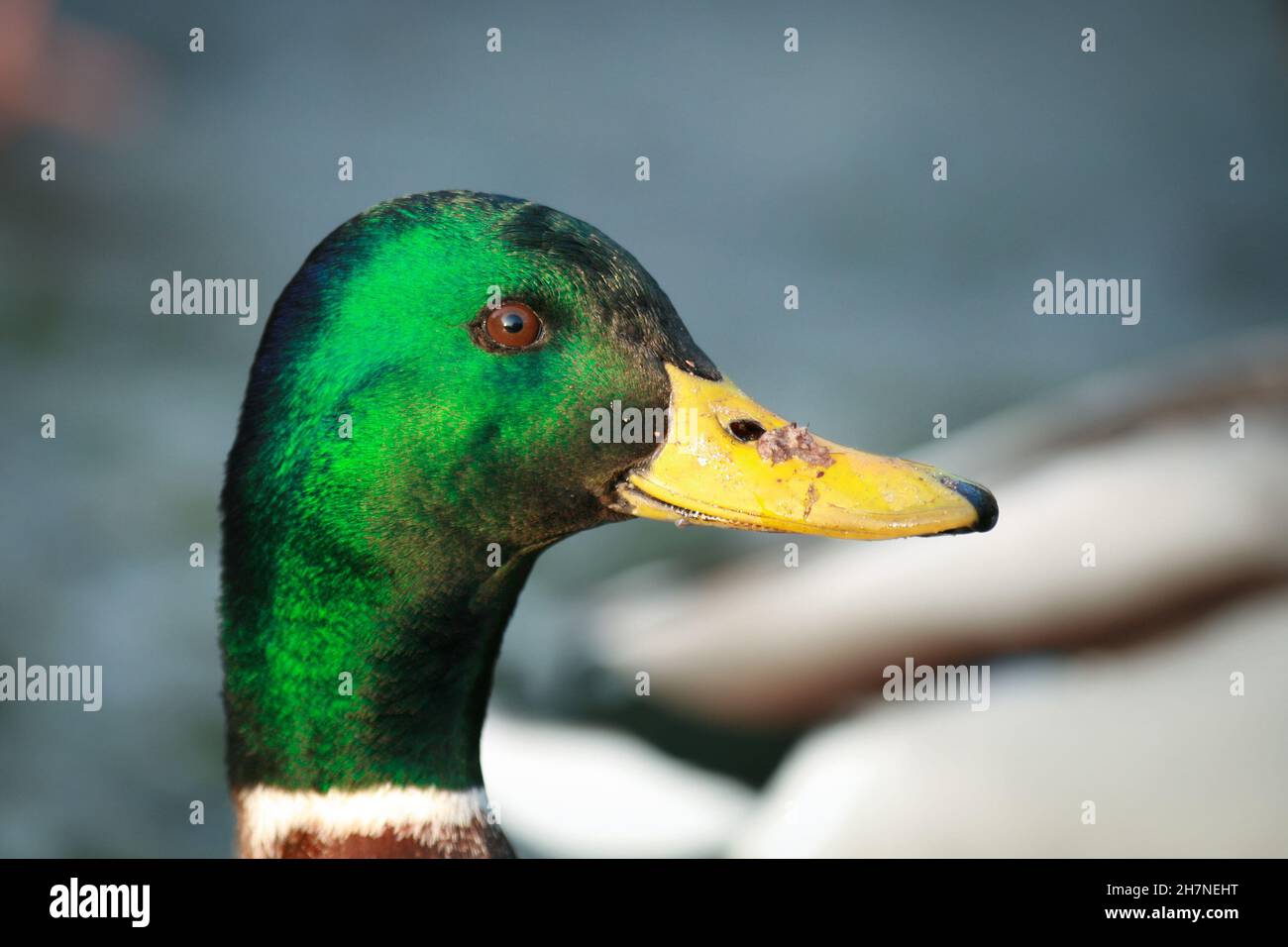 Mallard face on hi-res stock photography and images - Alamy
