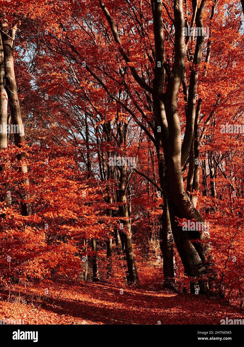 Vertical shot of tall-growing trees in the forest in autumn Stock Photo ...