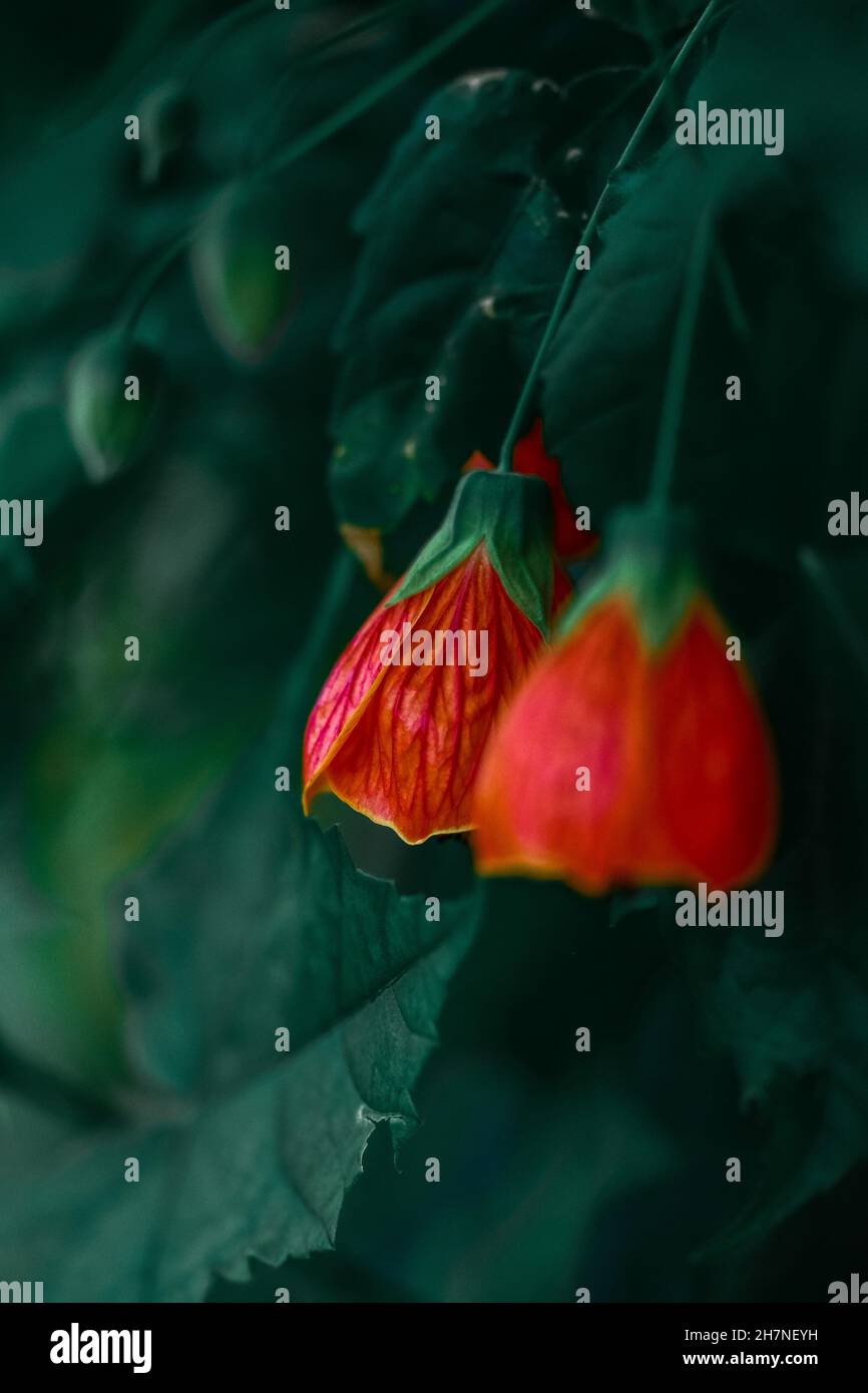 Spray rose algeria hi-res stock photography and images - Alamy