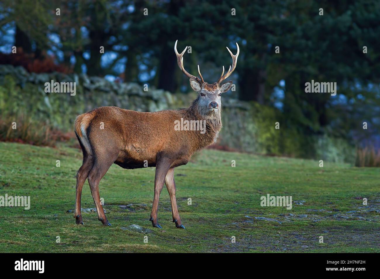 Deer facing camera hi-res stock photography and images - Alamy
