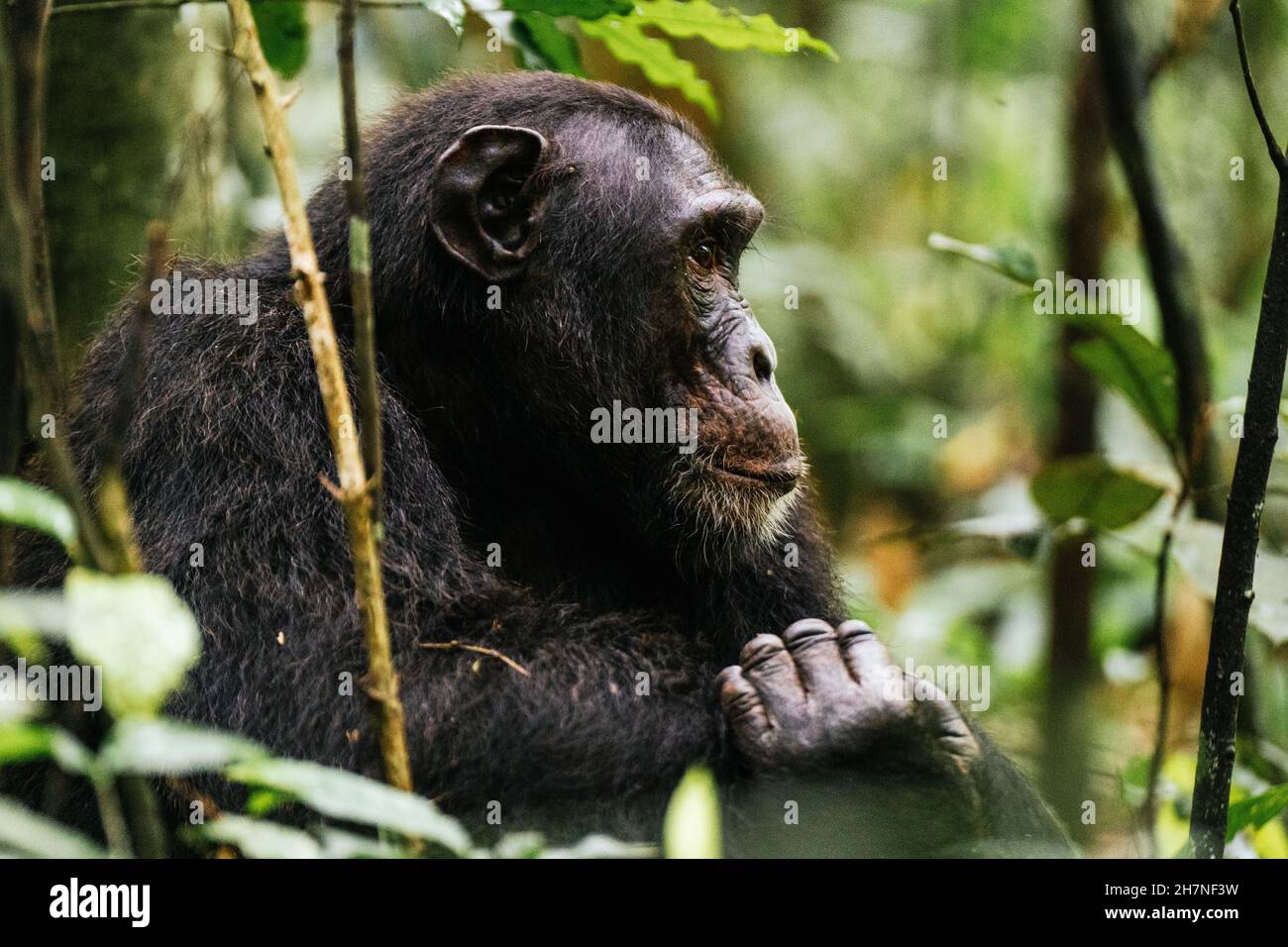Closeup shot beautiful chimpanzee hi-res stock photography and images ...