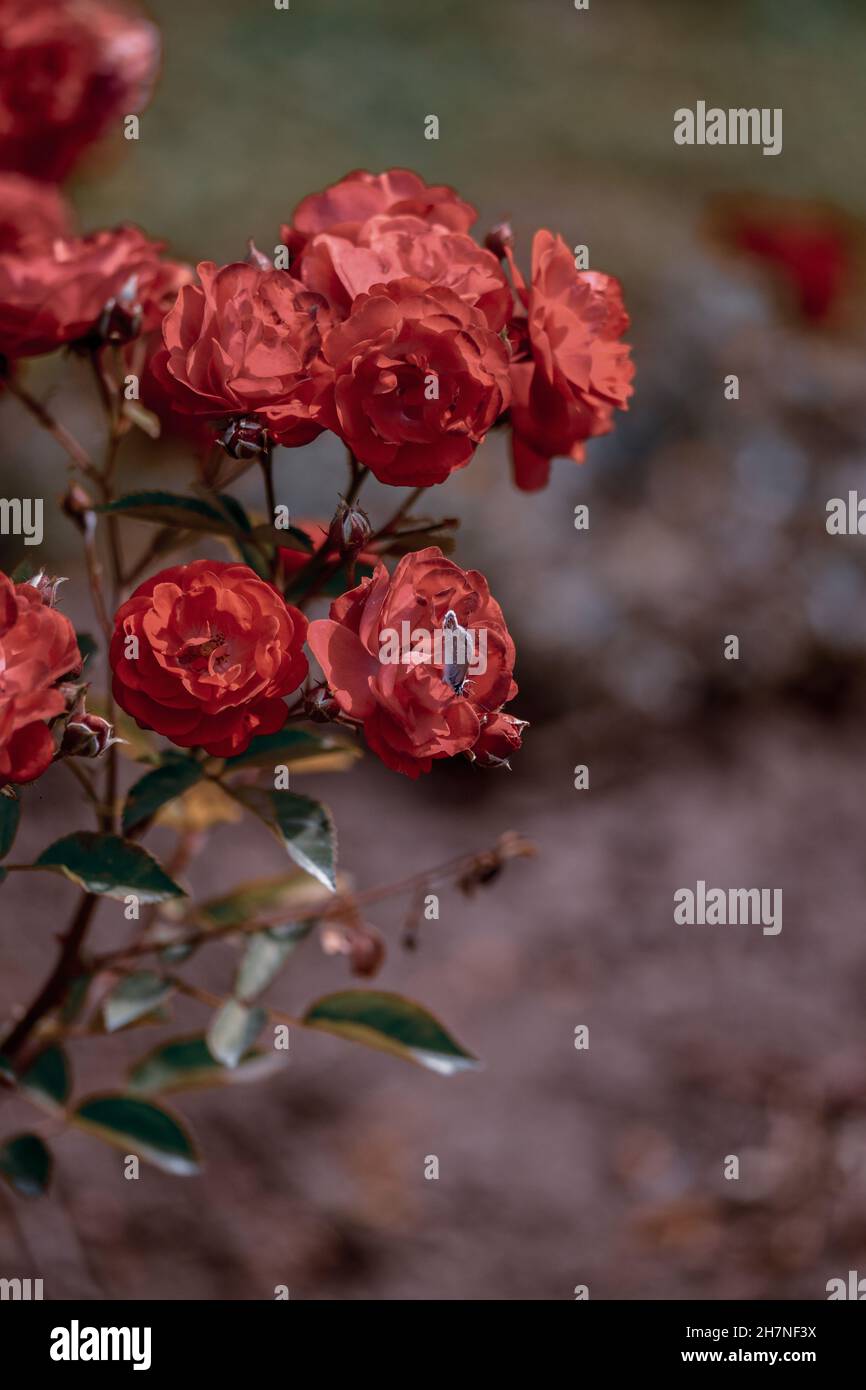 Spray rose algeria hi-res stock photography and images - Alamy