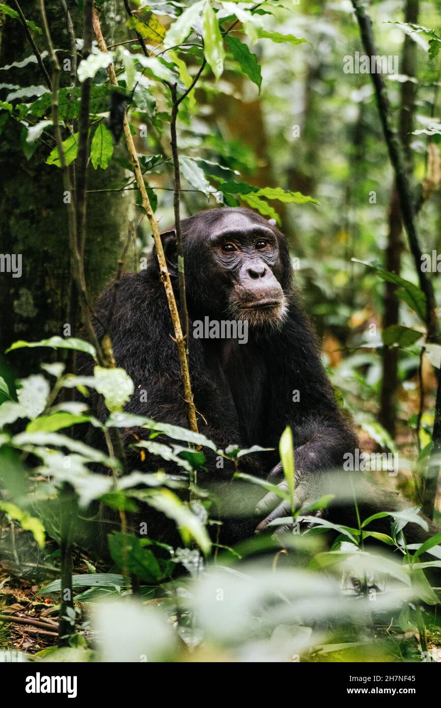 Closeup shot beautiful chimpanzee hi-res stock photography and images ...