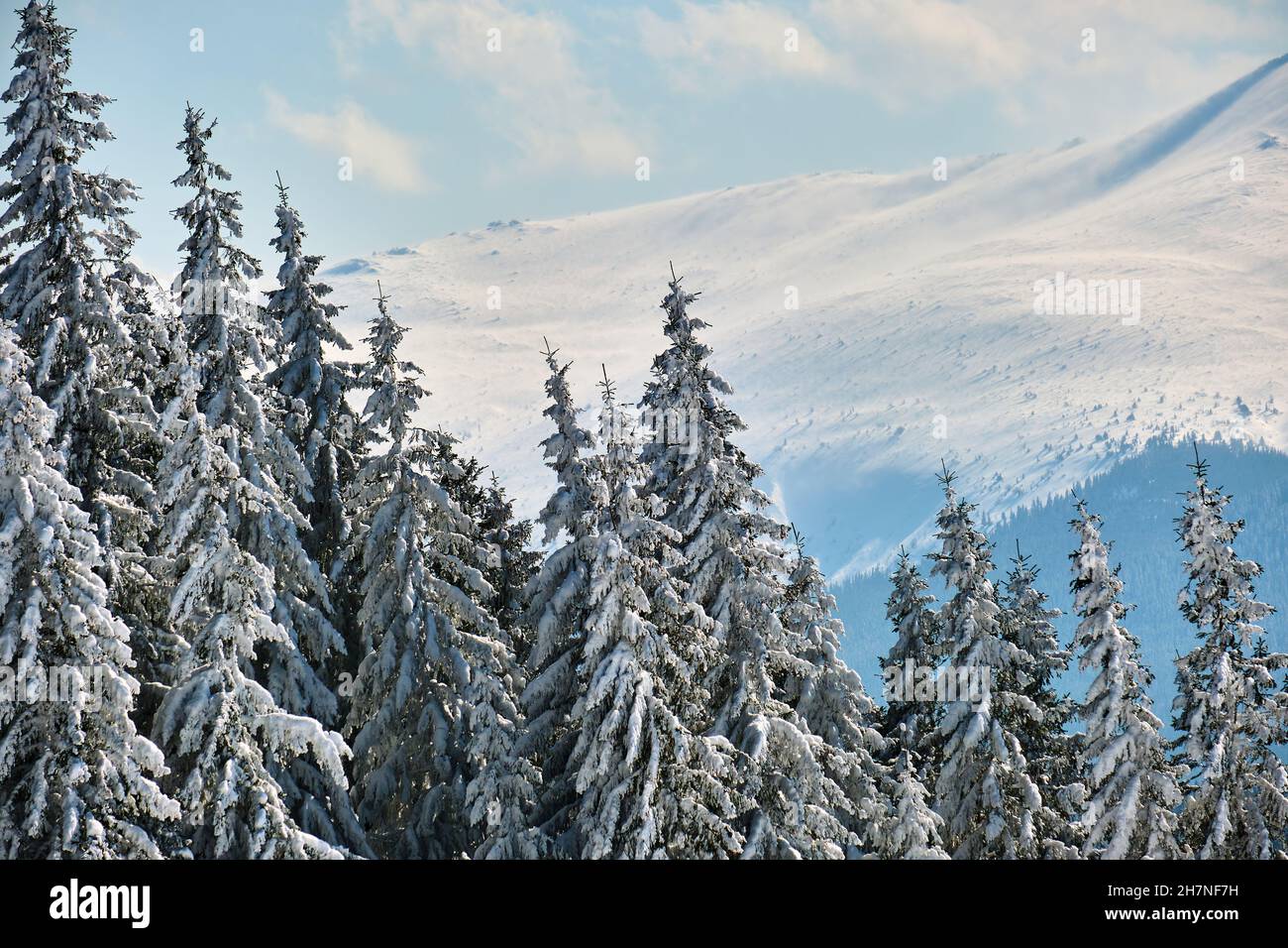 Bright winter landscape with pine trees covered with fresh fallen snow ...