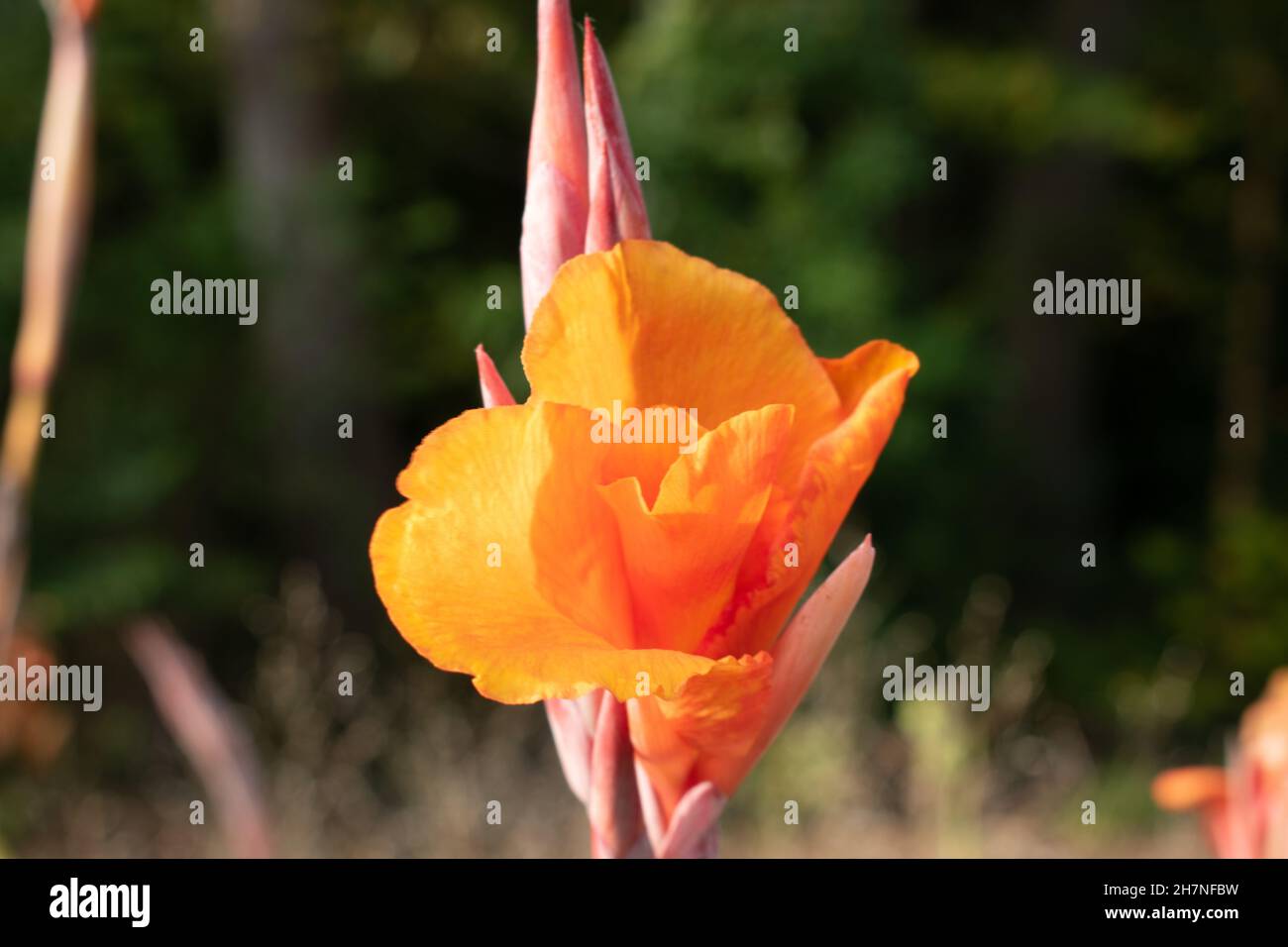 Selective focus shot of a blooming Canna flower Stock Photo - Alamy