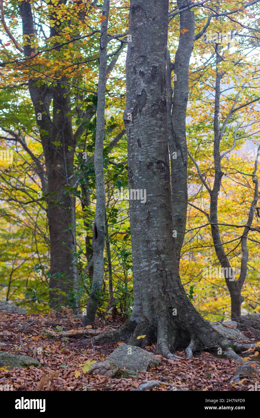 Vertical shot of plants in an oak forest in Montseny, Catalonia, Spain ...