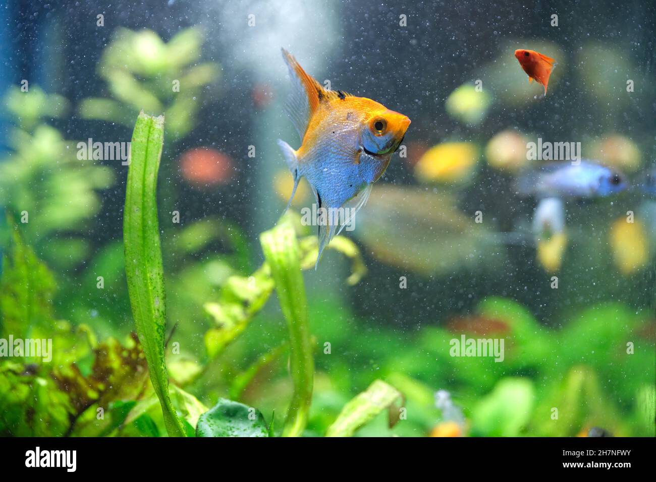 Colorful exotic fish swimming in deep blue water aquarium with green ...