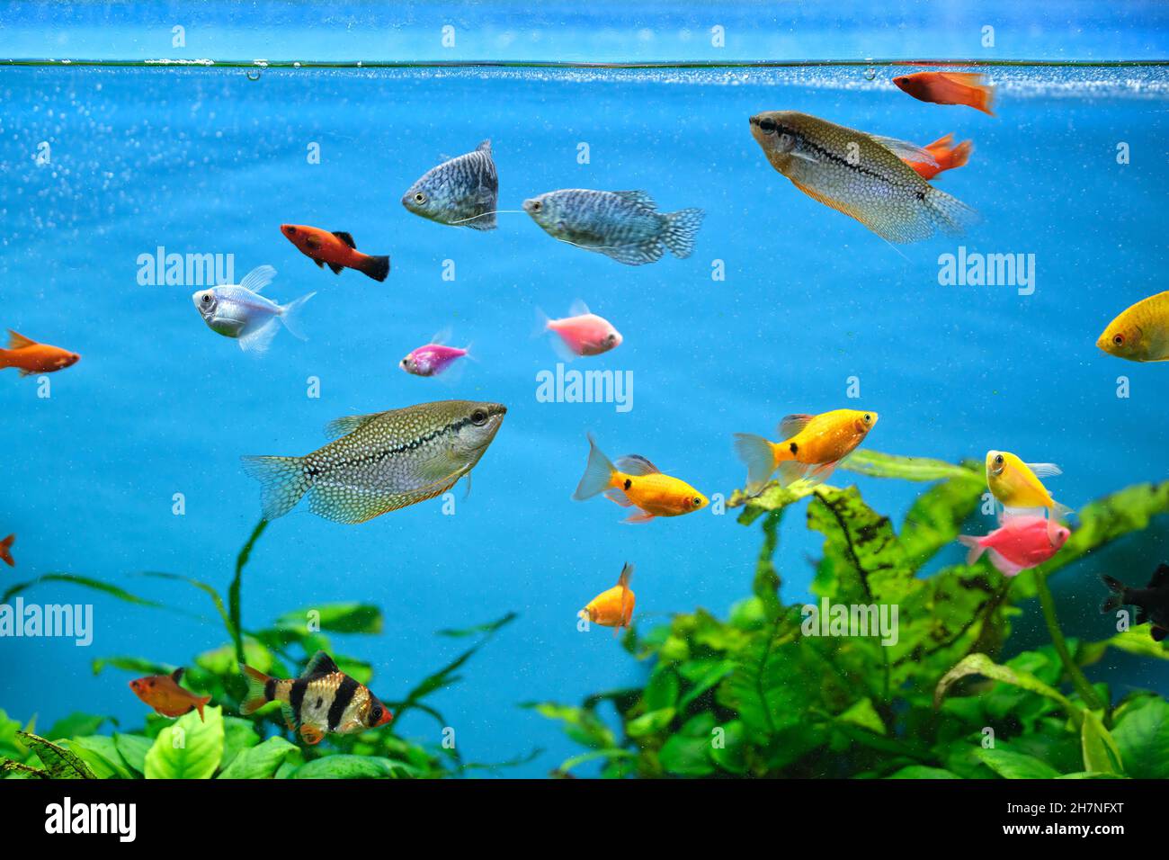 Colorful exotic fish swimming in deep blue water aquarium with green ...
