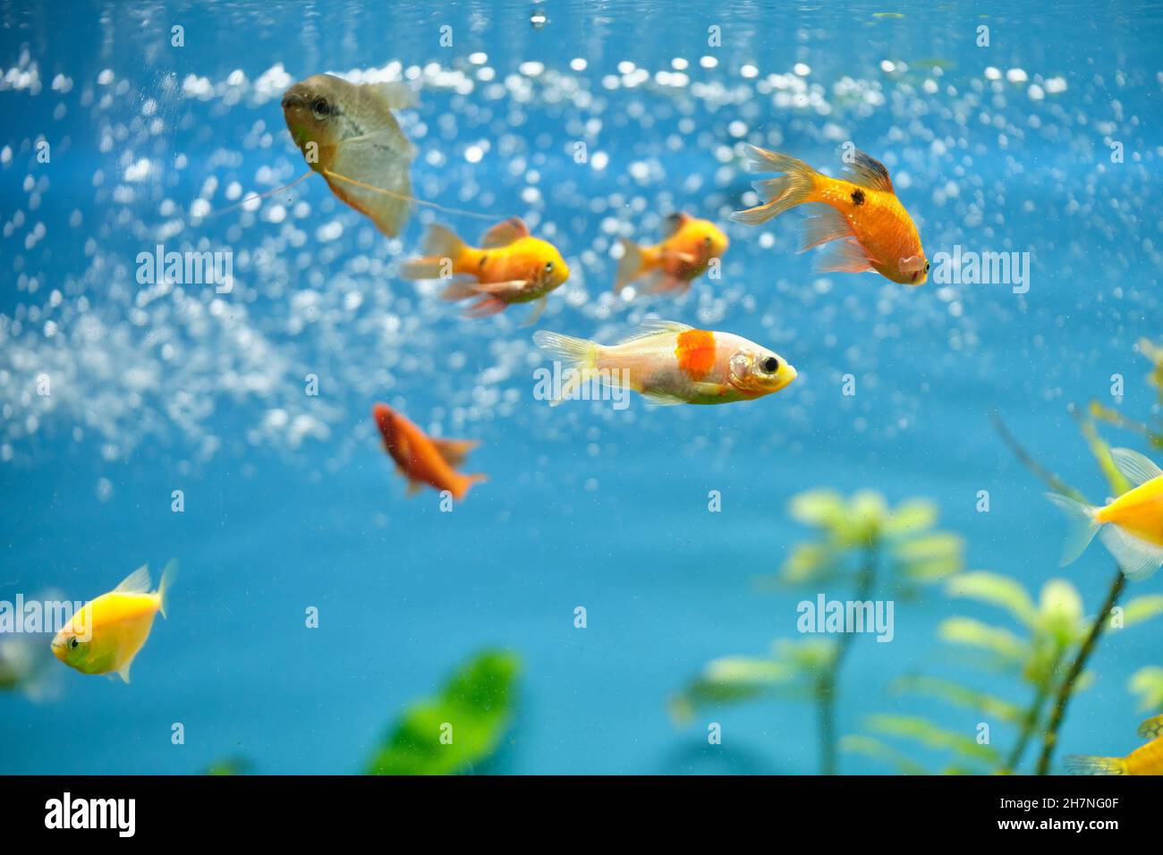 Colorful exotic fish swimming in deep blue water aquarium with green ...