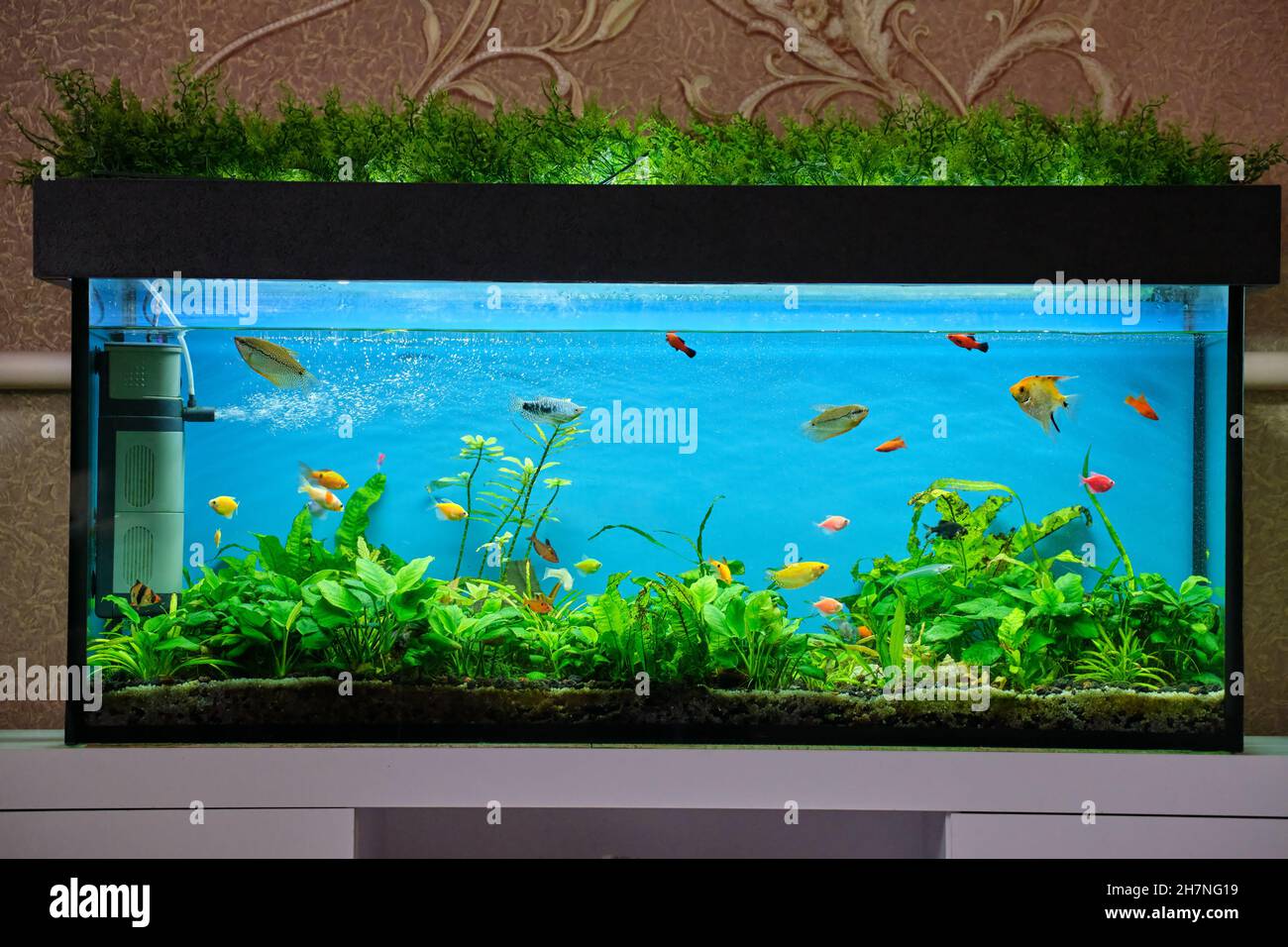 Colorful exotic fish swimming in deep blue water aquarium with green ...