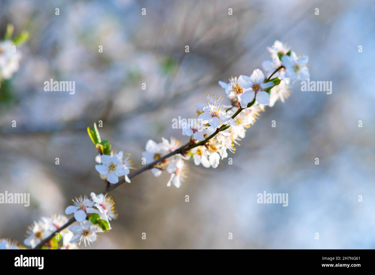 Fruit tree twigs with blooming white and pink petal flowers in spring ...