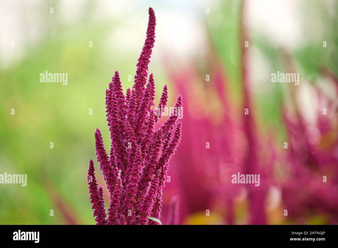 Indian red amaranth plant growing in summer garden. Leaf vegetable ...
