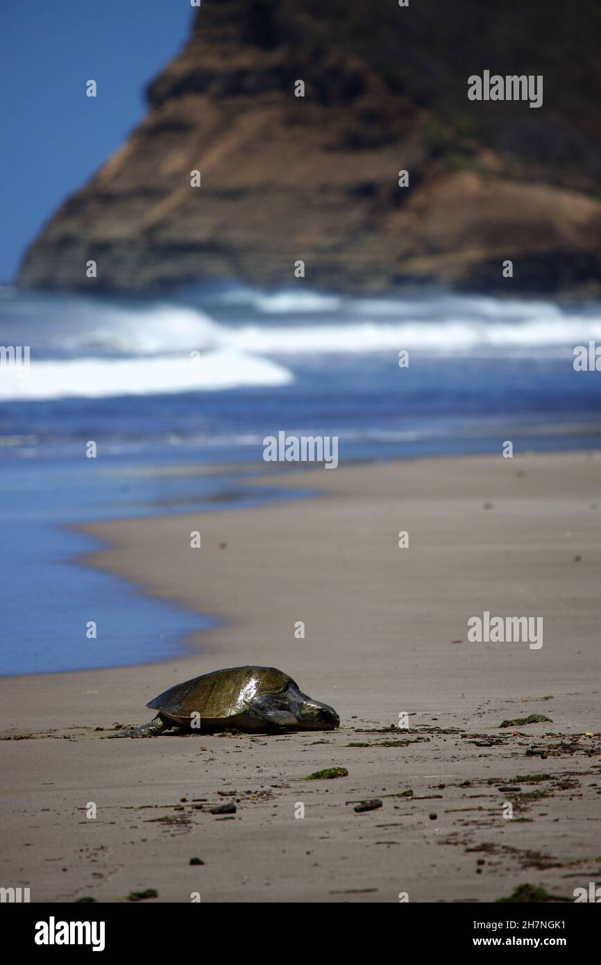 Vertical shot of a cute sea turtle on the beach in Nicaragua Stock ...