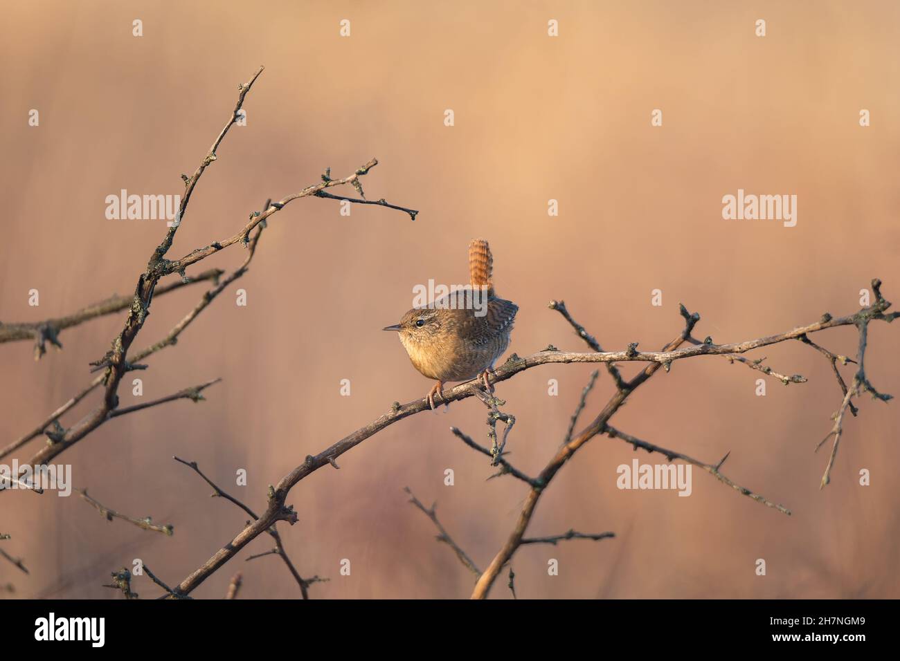 Brown small eurasian wren (Troglodytes troglodytes) sitting on the tree ...