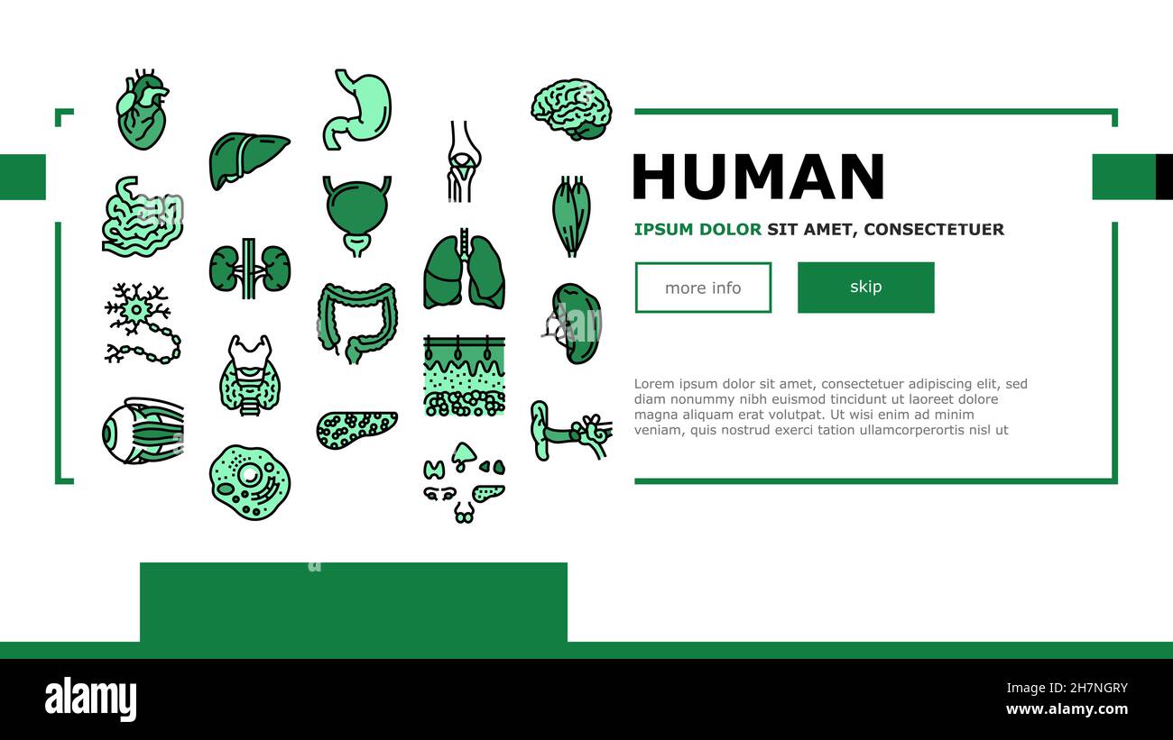 Human Internal Organ Anatomy Landing Header Vector Stock Vector Image ...