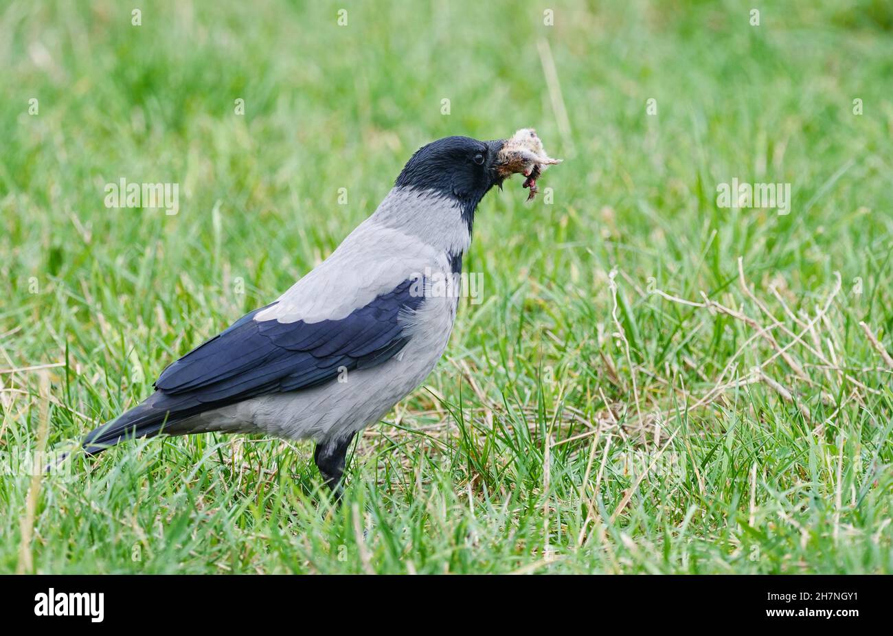 Berlin, Germany. 16th Nov, 2021. 16.11.2021, Berlin. A carrion crow ...