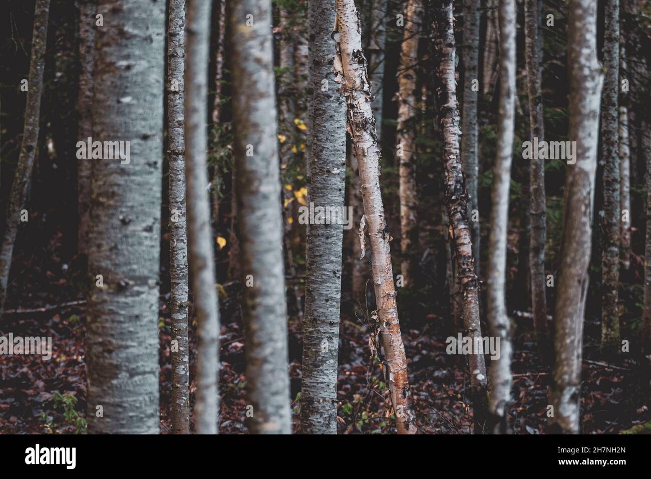 Dense forest poplar trees hi-res stock photography and images - Alamy