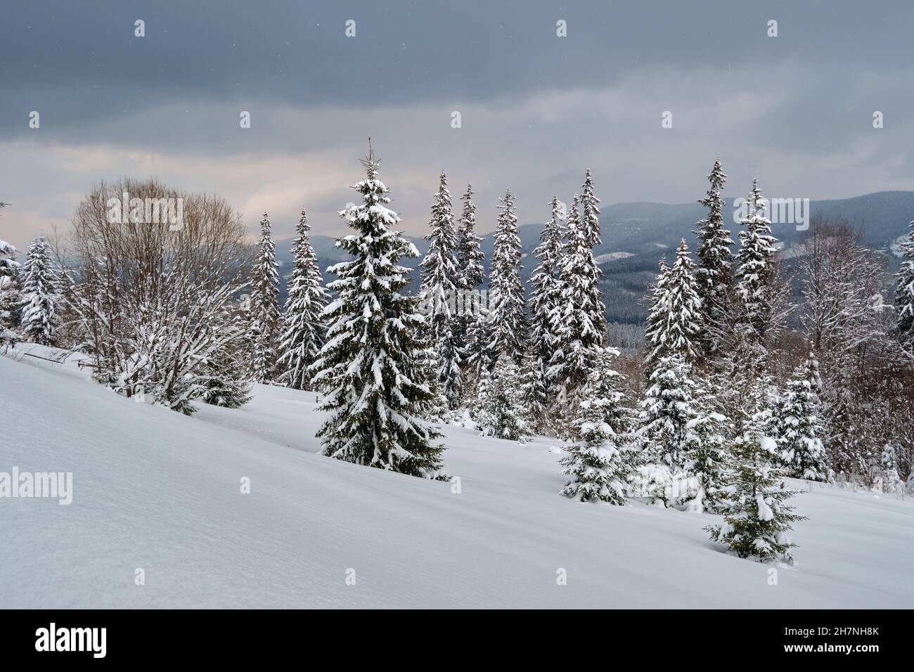 Moody landscape with pine trees covered with fresh fallen snow in ...
