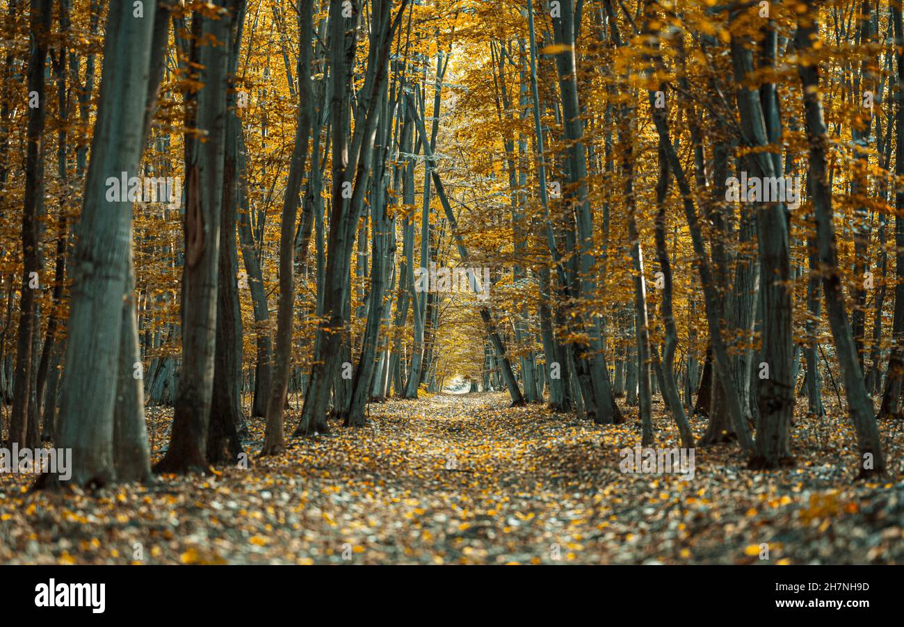 Bright fall day in the woods with autumn leaves falling down on the ...