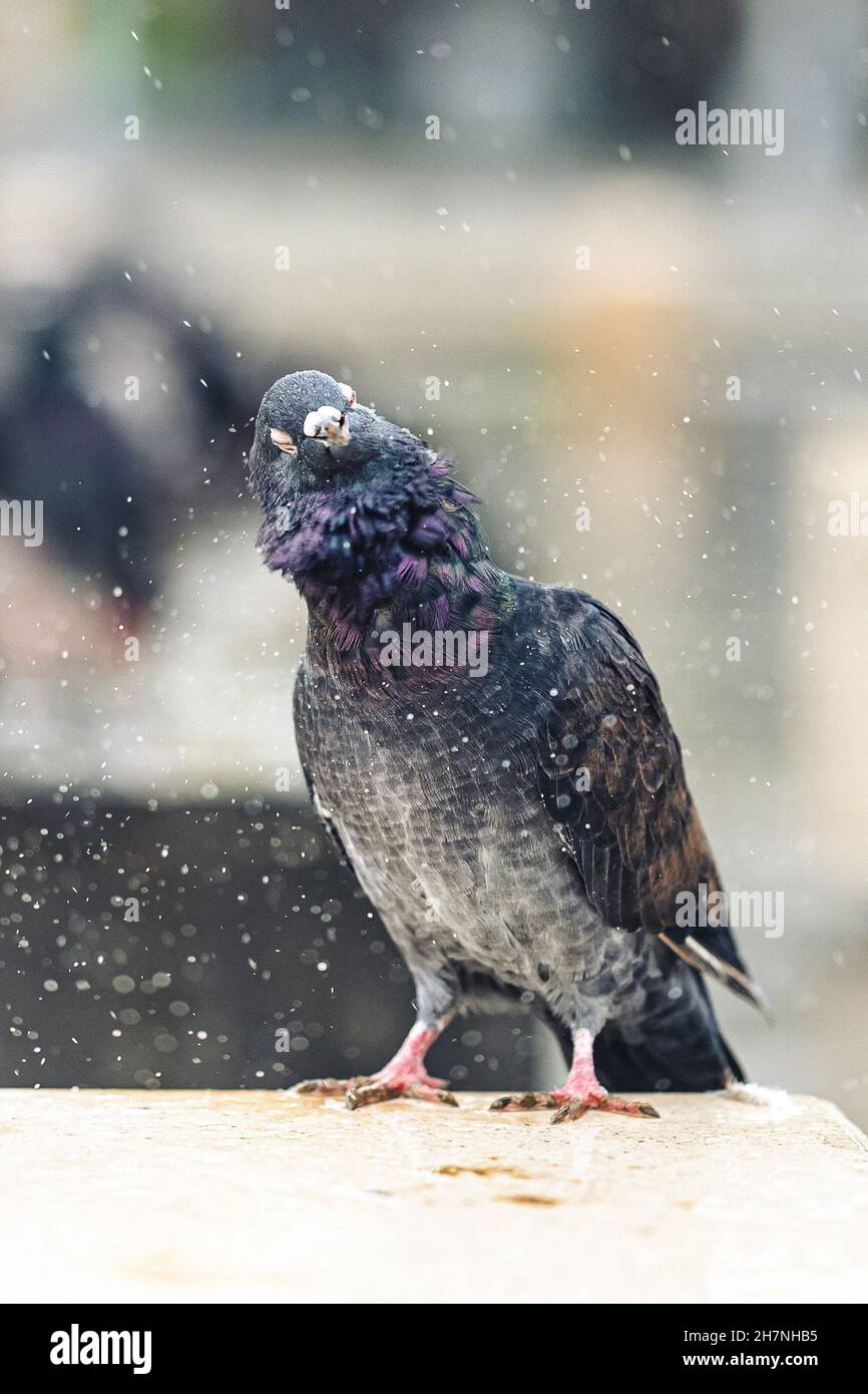 Vertical shot of a small cute dove standing in the rain with a blurry ...