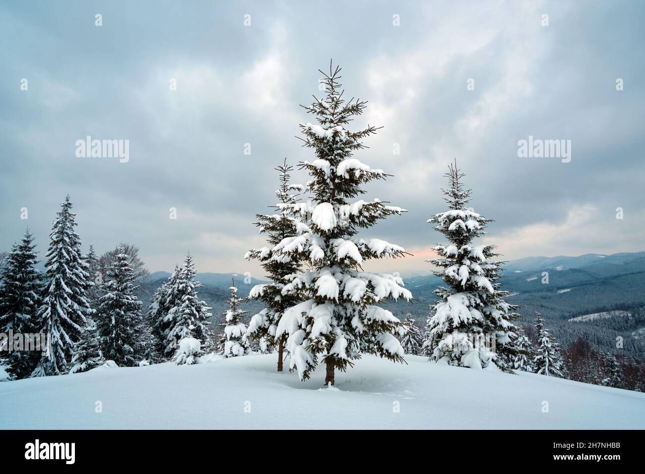 Pine trees covered with fresh fallen snow in winter mountain forest in ...