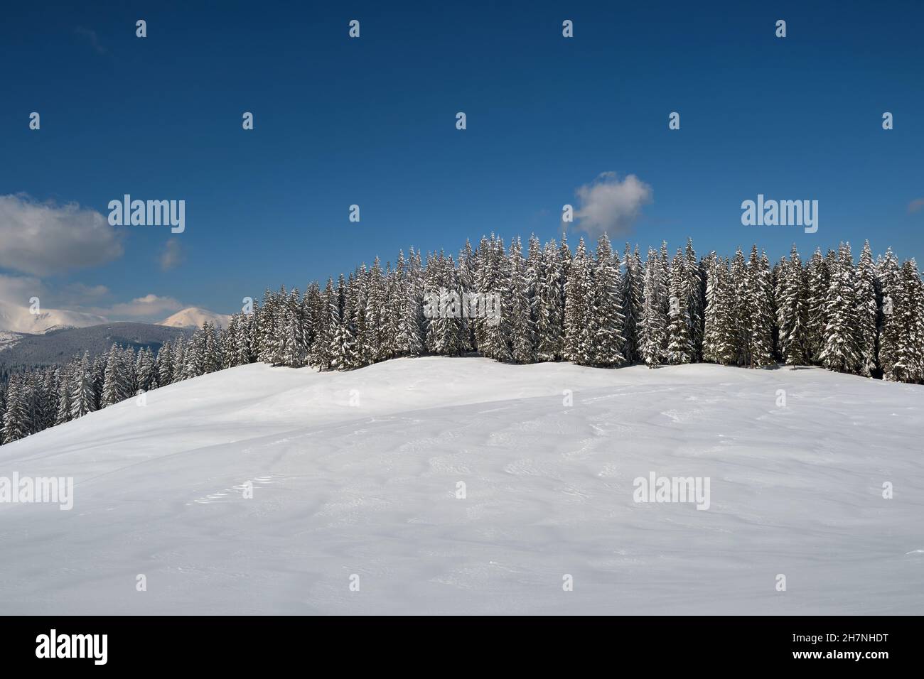Pine trees covered with fresh fallen snow in winter mountain forest on ...
